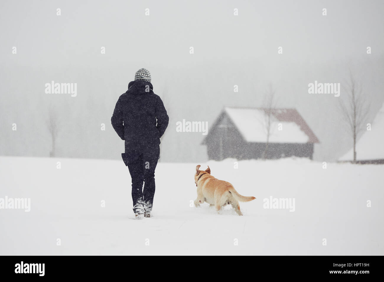 Man walking with his yellow labrador retriever in winter landscape ...