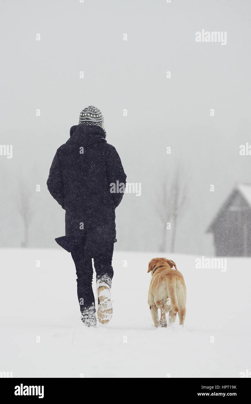 Man walking with his yellow labrador retriever in winter landscape ...