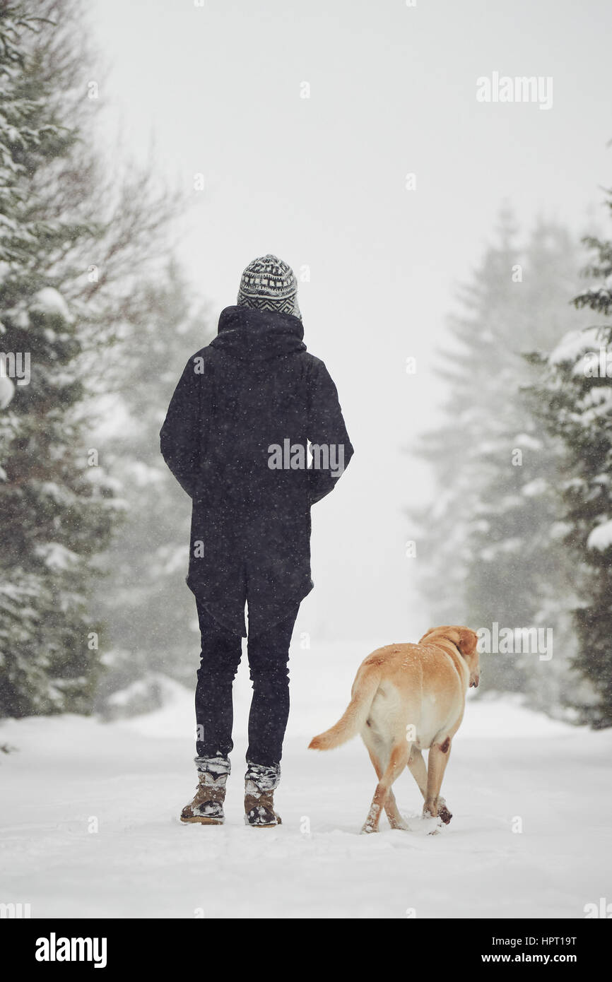 Man walking with his yellow labrador retriever in winter landscape ...