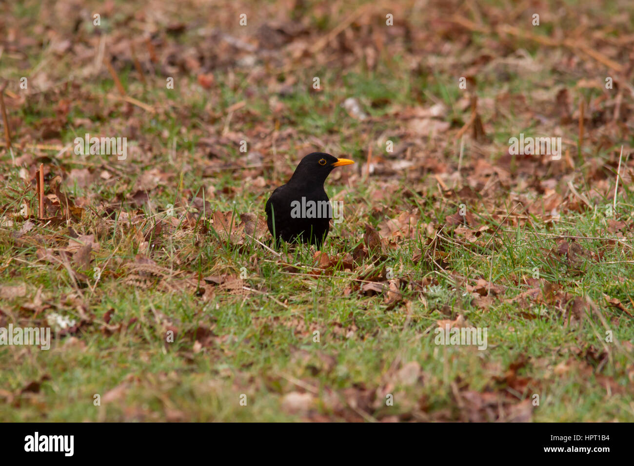 Common Blackbird (Turdus merula) is a species of true thrush. It is ...