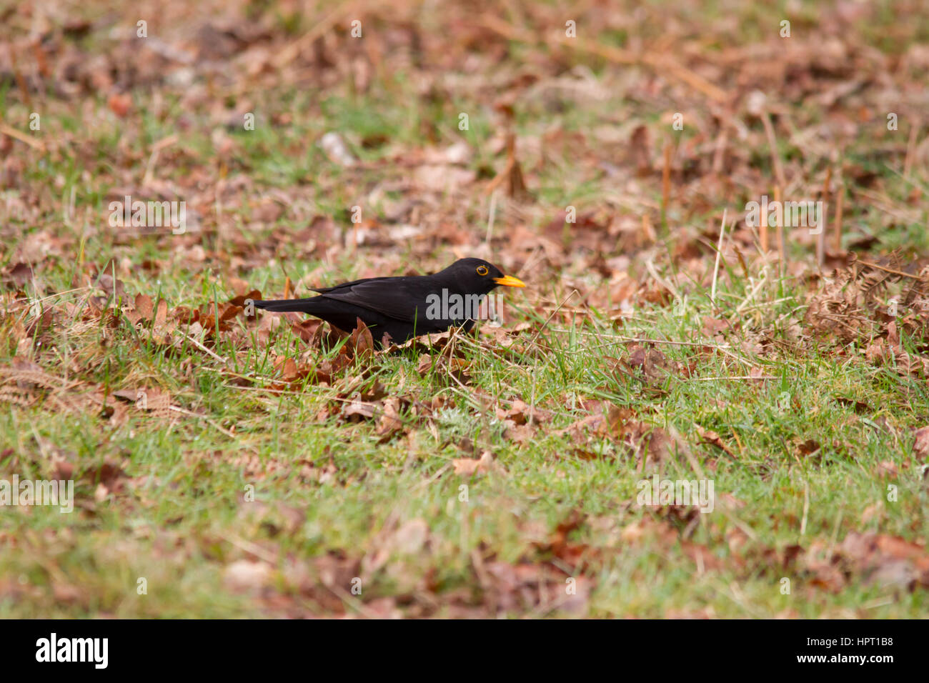 True thrush hi-res stock photography and images - Alamy