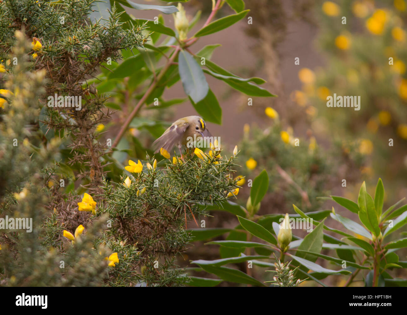 Regulus 1 High Resolution Stock Photography and Images - Alamy