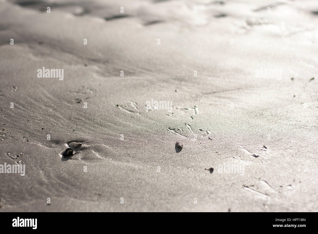 Seagull tracks sand hi-res stock photography and images - Alamy