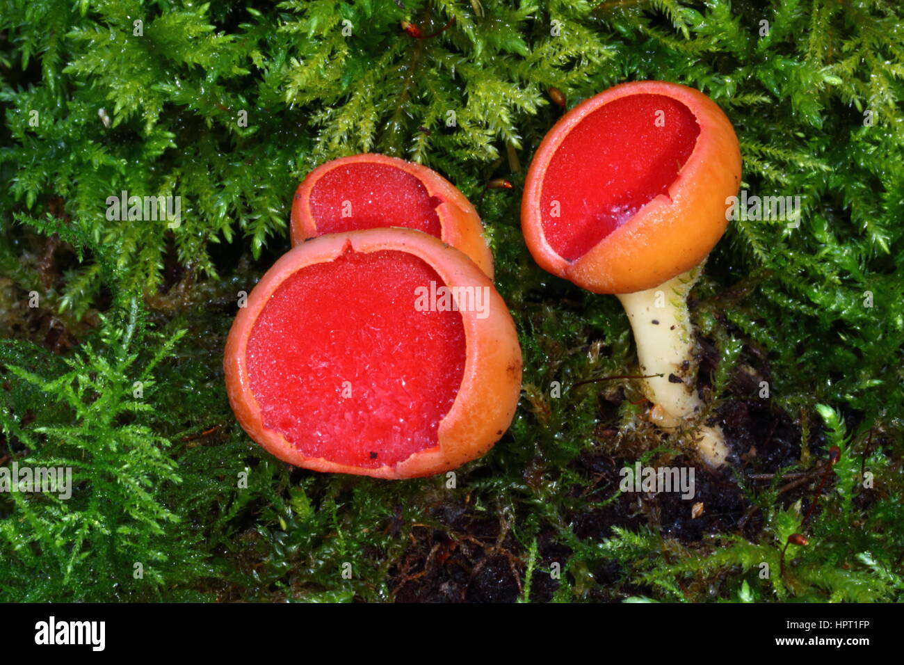 Scarlet Elf Cup fungus growing in moss Stock Photo - Alamy