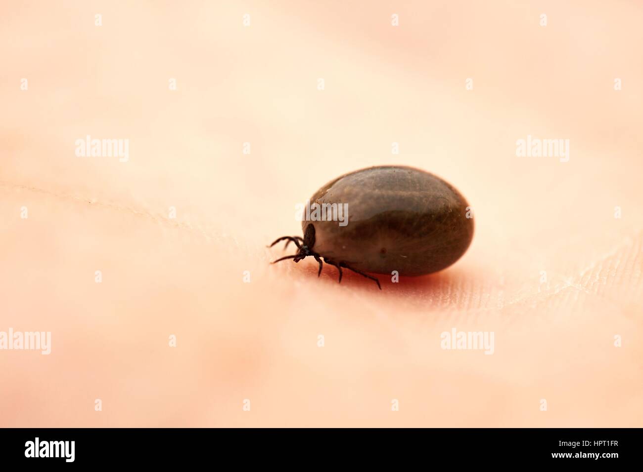 Tick is crawling on the human palm Stock Photo - Alamy