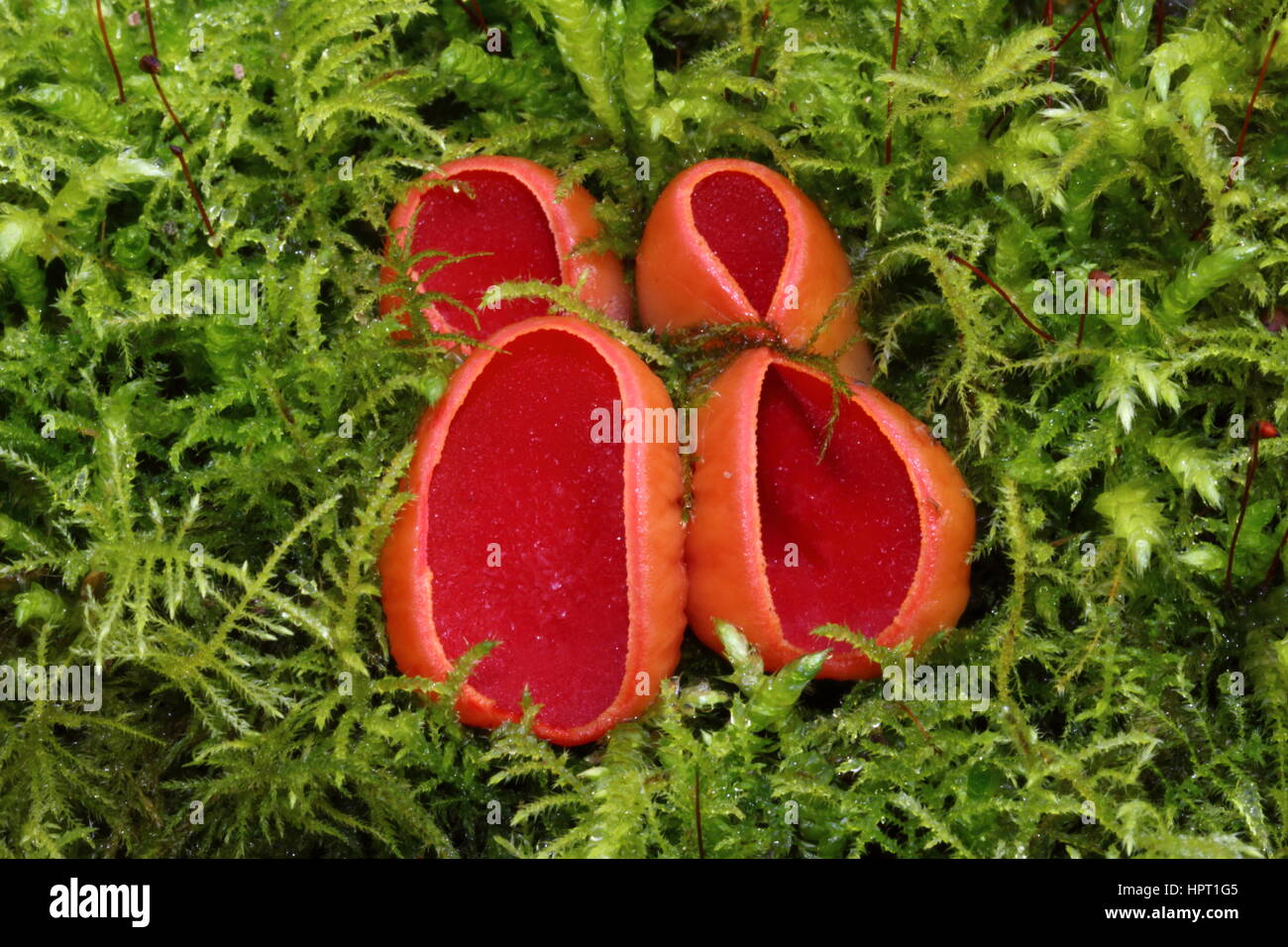 Scarlet Elf Cup fungus growing in moss Stock Photo - Alamy