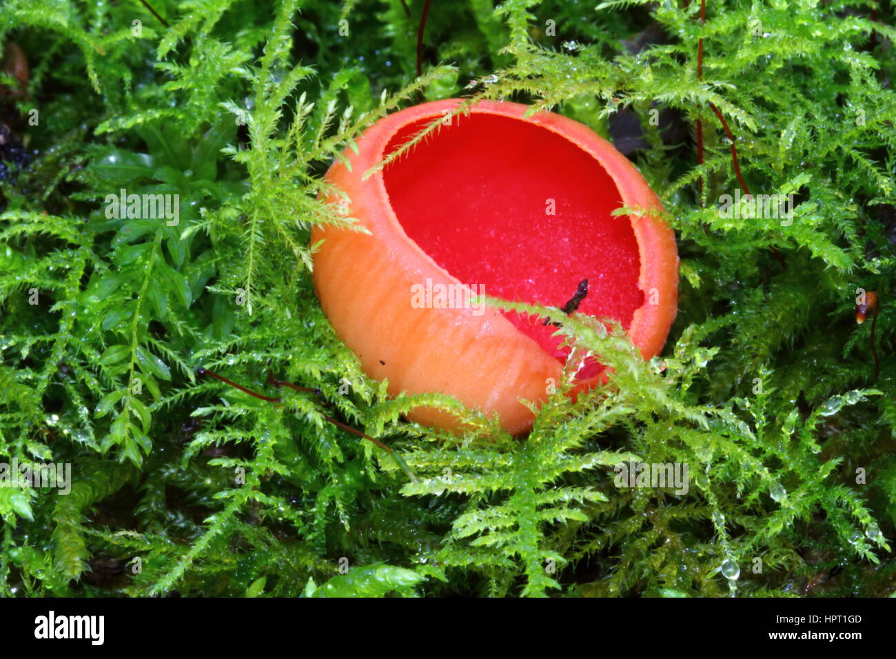 Scarlet Elf Cup fungus growing in moss Stock Photo - Alamy