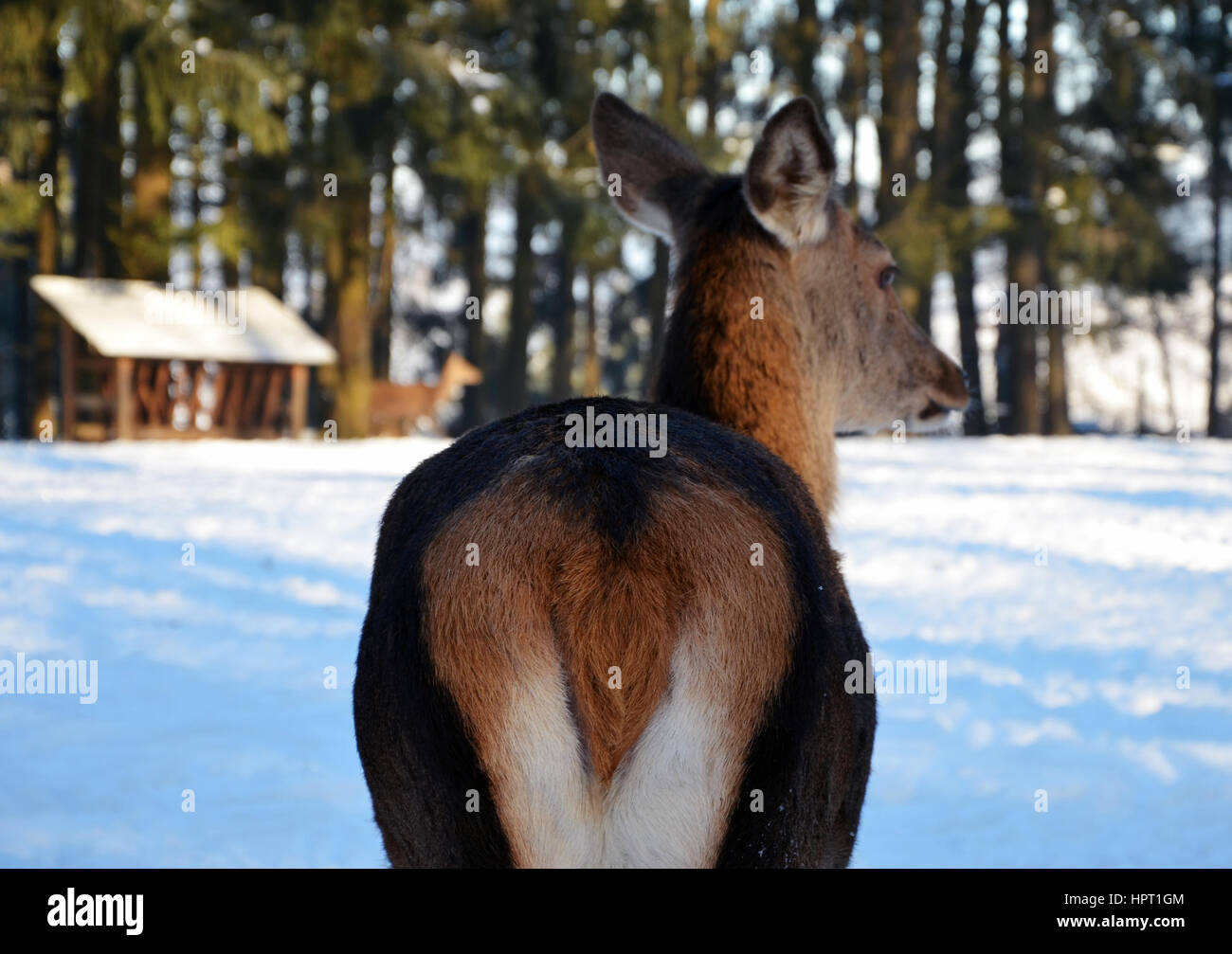 Backside of deer hi-res stock photography and images - Alamy