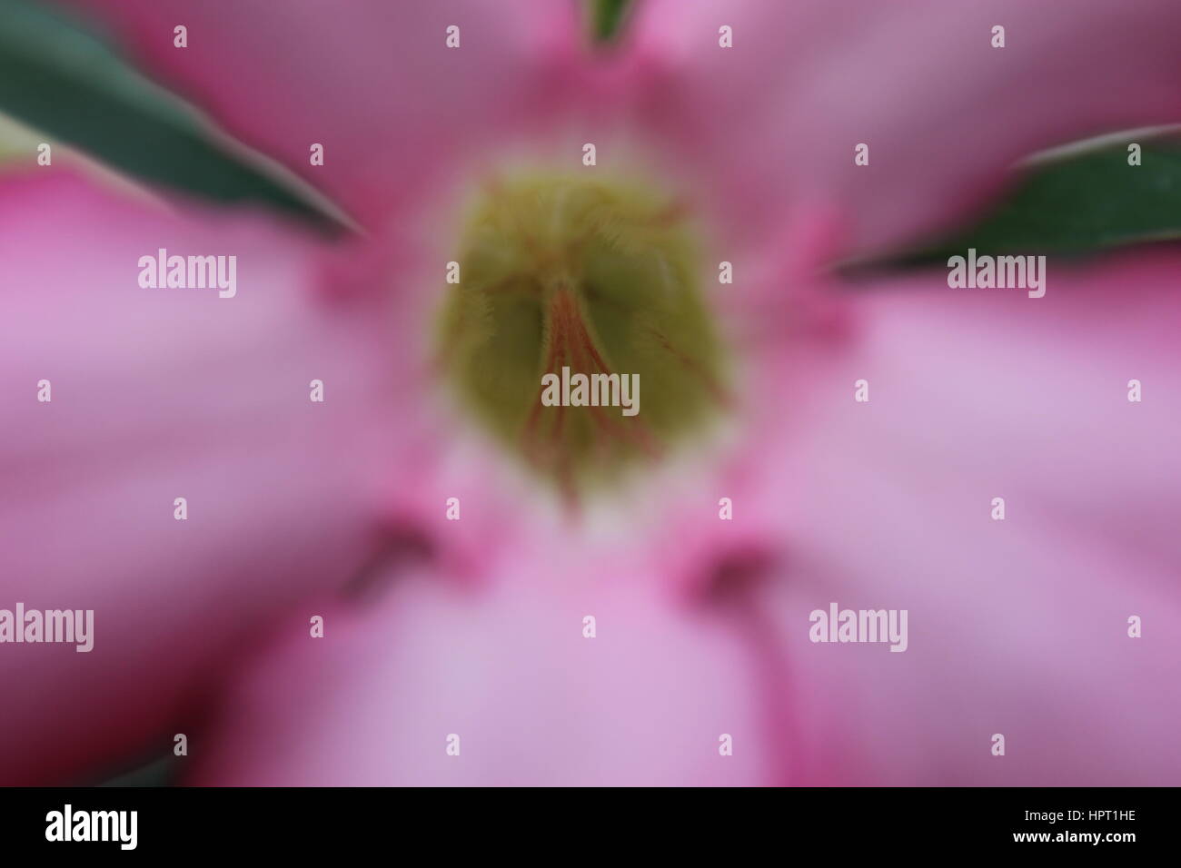 The Core of the Flower Stock Photo - Alamy