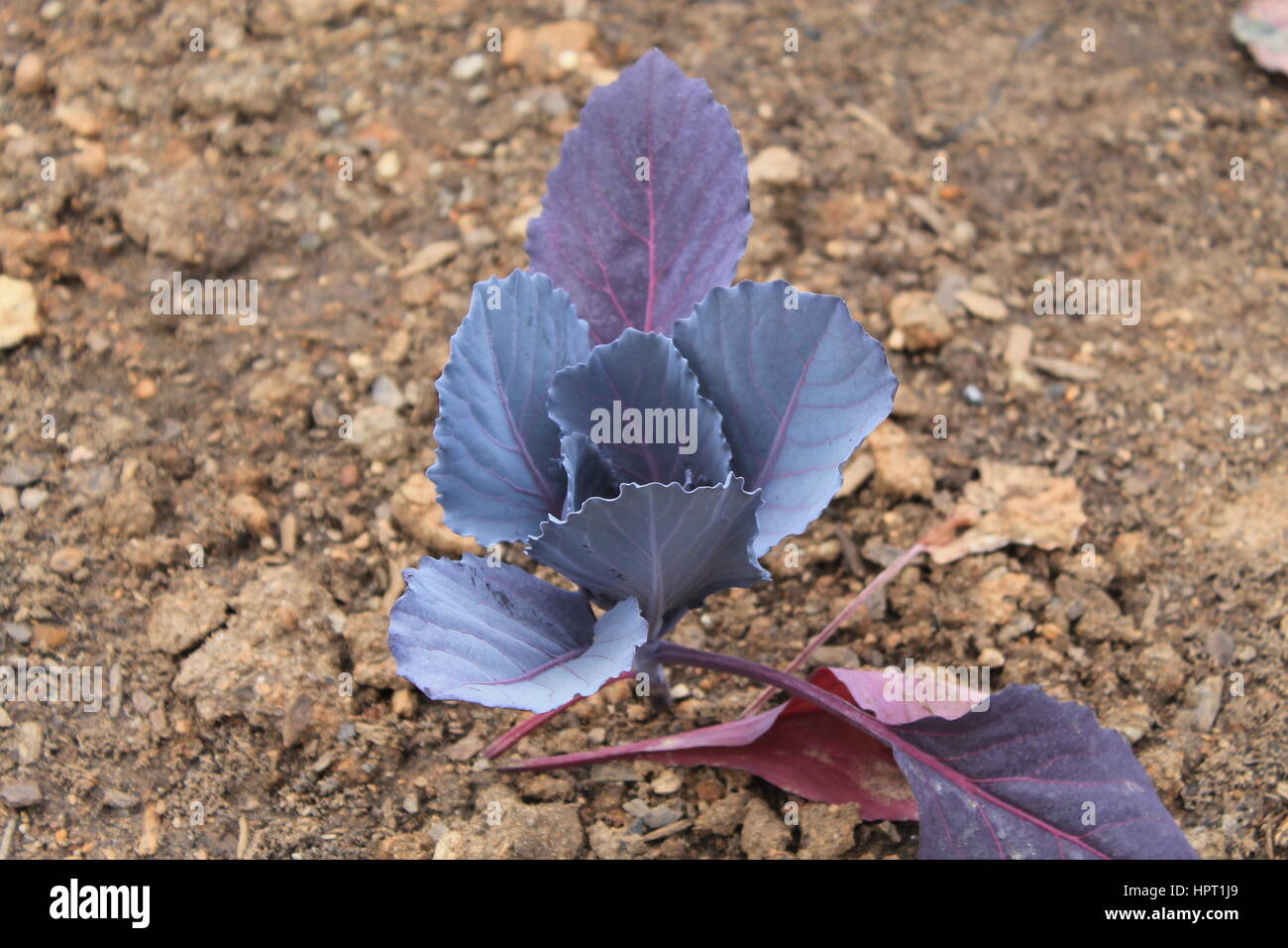 Blue cabbage hi-res stock photography and images - Alamy