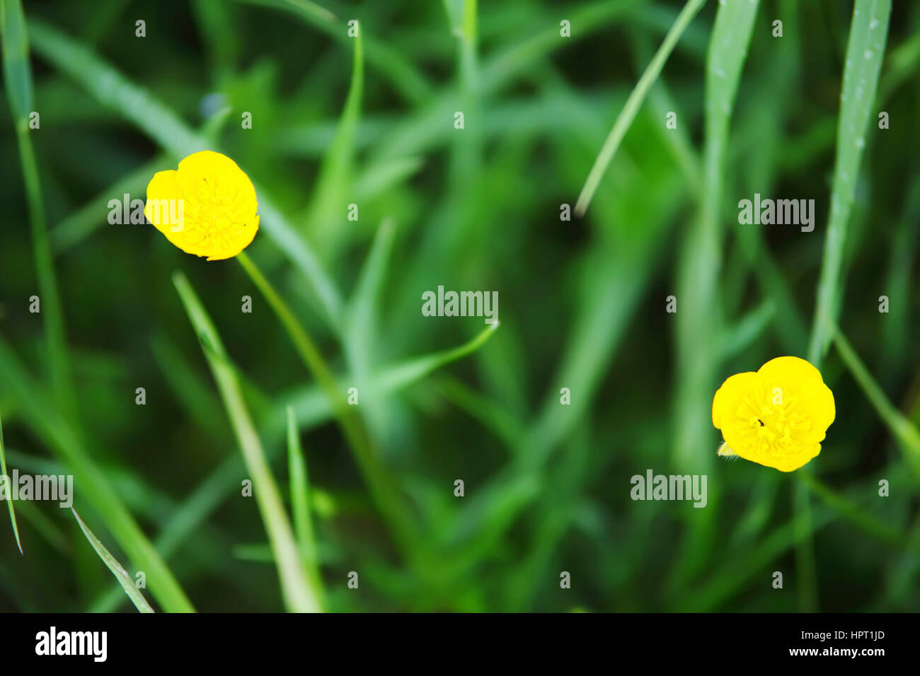 two Yellow flowers on swamp macro close up Stock Photo - Alamy