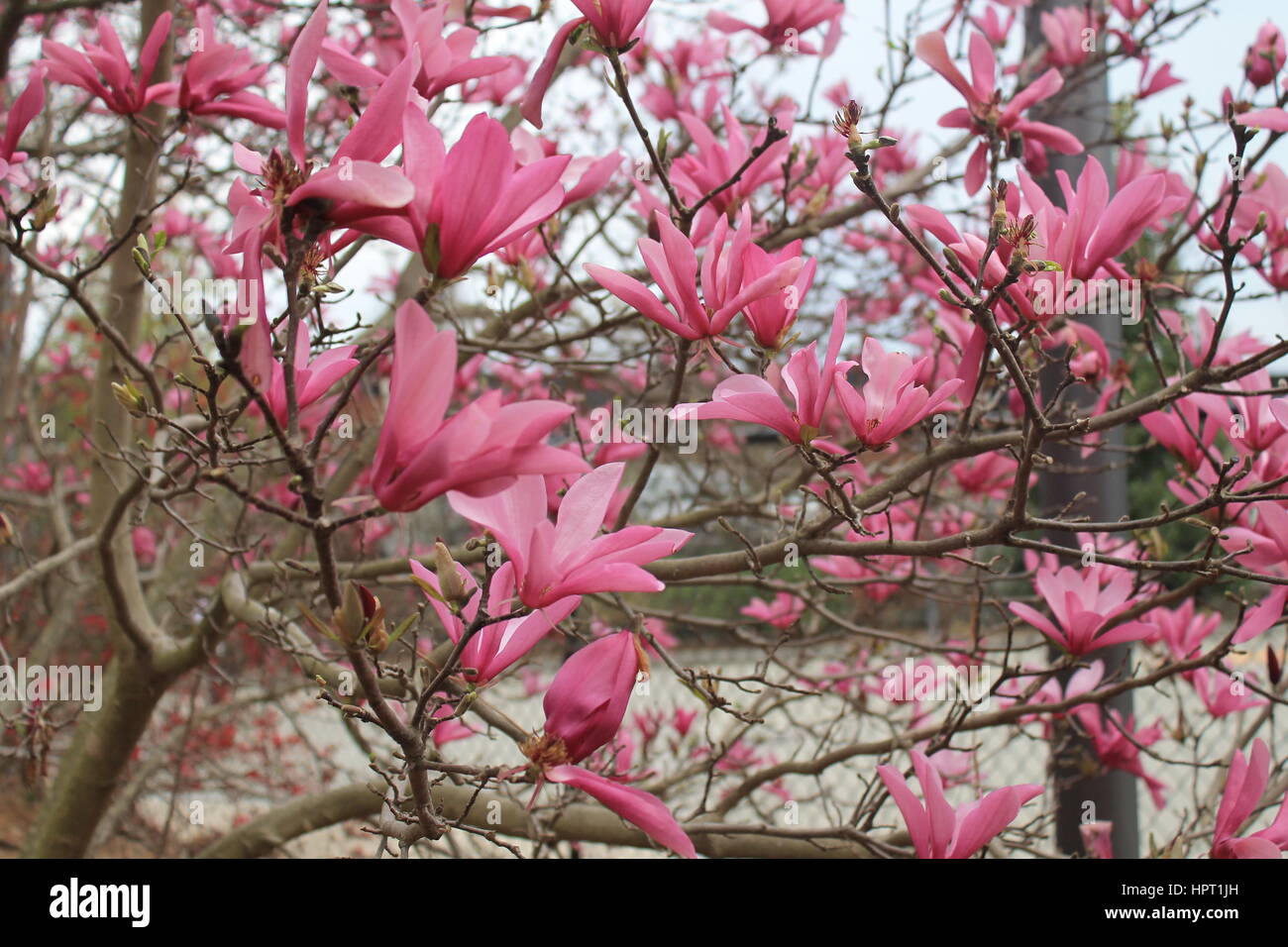 Japanese magnolida hi-res stock photography and images - Alamy
