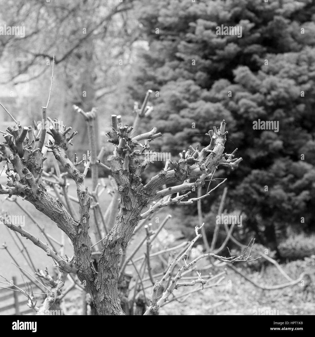 Heavily pruned small tree shrub cut back bush in garden park blured ...