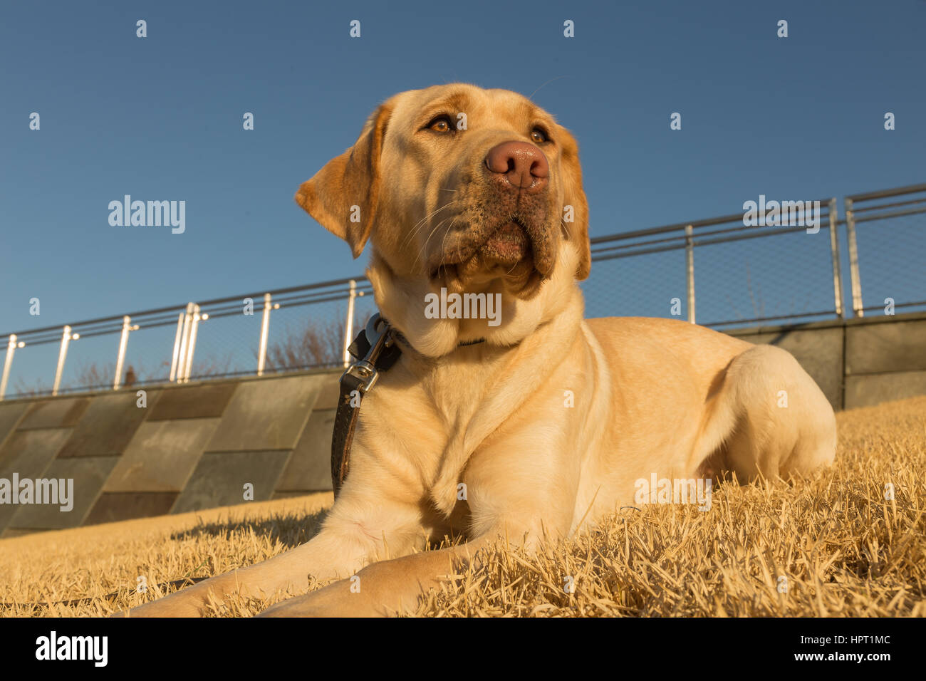 A regal looking, young, yellow labrador retriever gazes off in the ...
