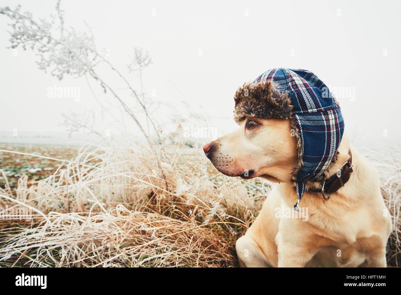 Labrador retriever with cap on his head in frosty wintry landscape ...