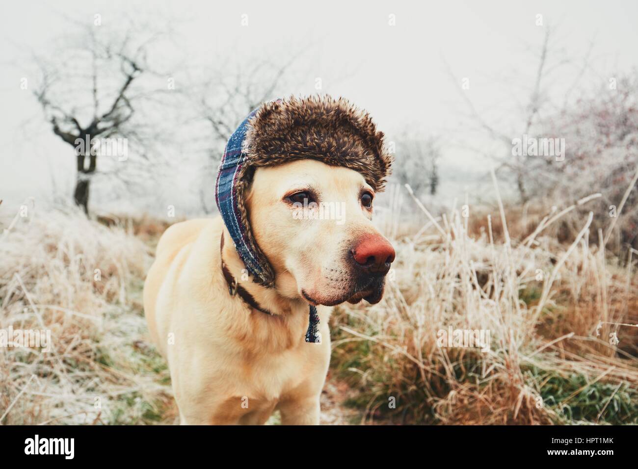 Labrador retriever with cap on his head in frosty wintry landscape ...