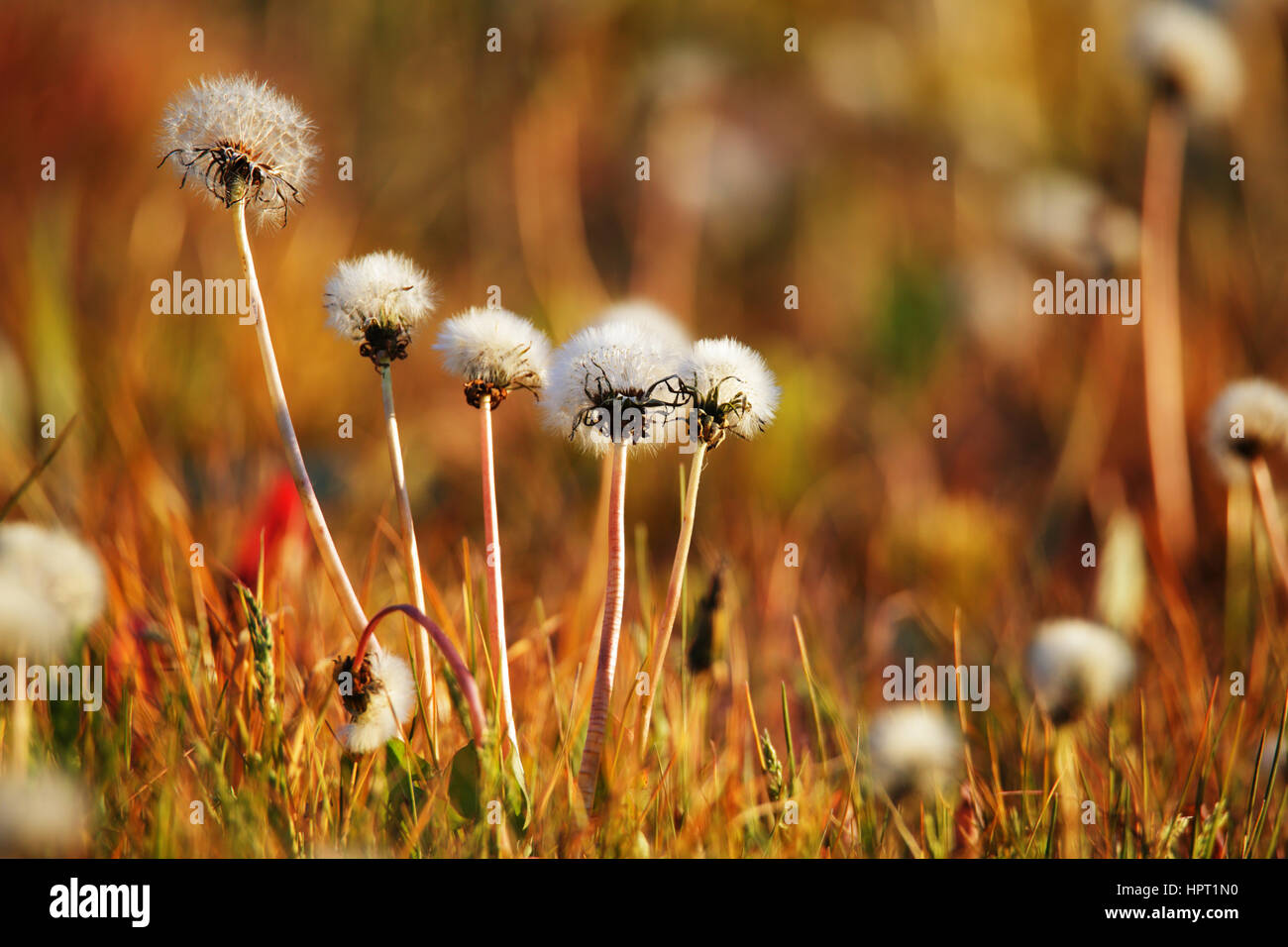 Dandelion family hi-res stock photography and images - Alamy