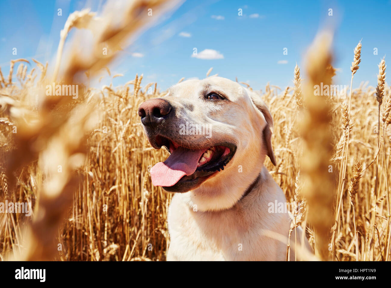 Labrador retriever farm hi-res stock photography and images - Alamy