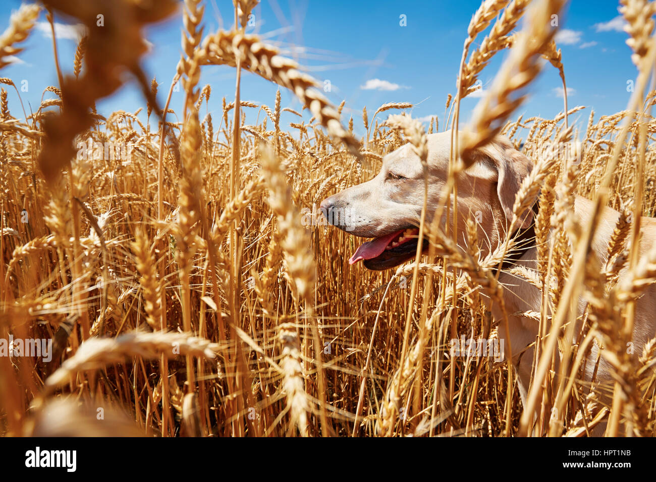 Yellow labrador retriever is waiting in cornfield Stock Photo - Alamy