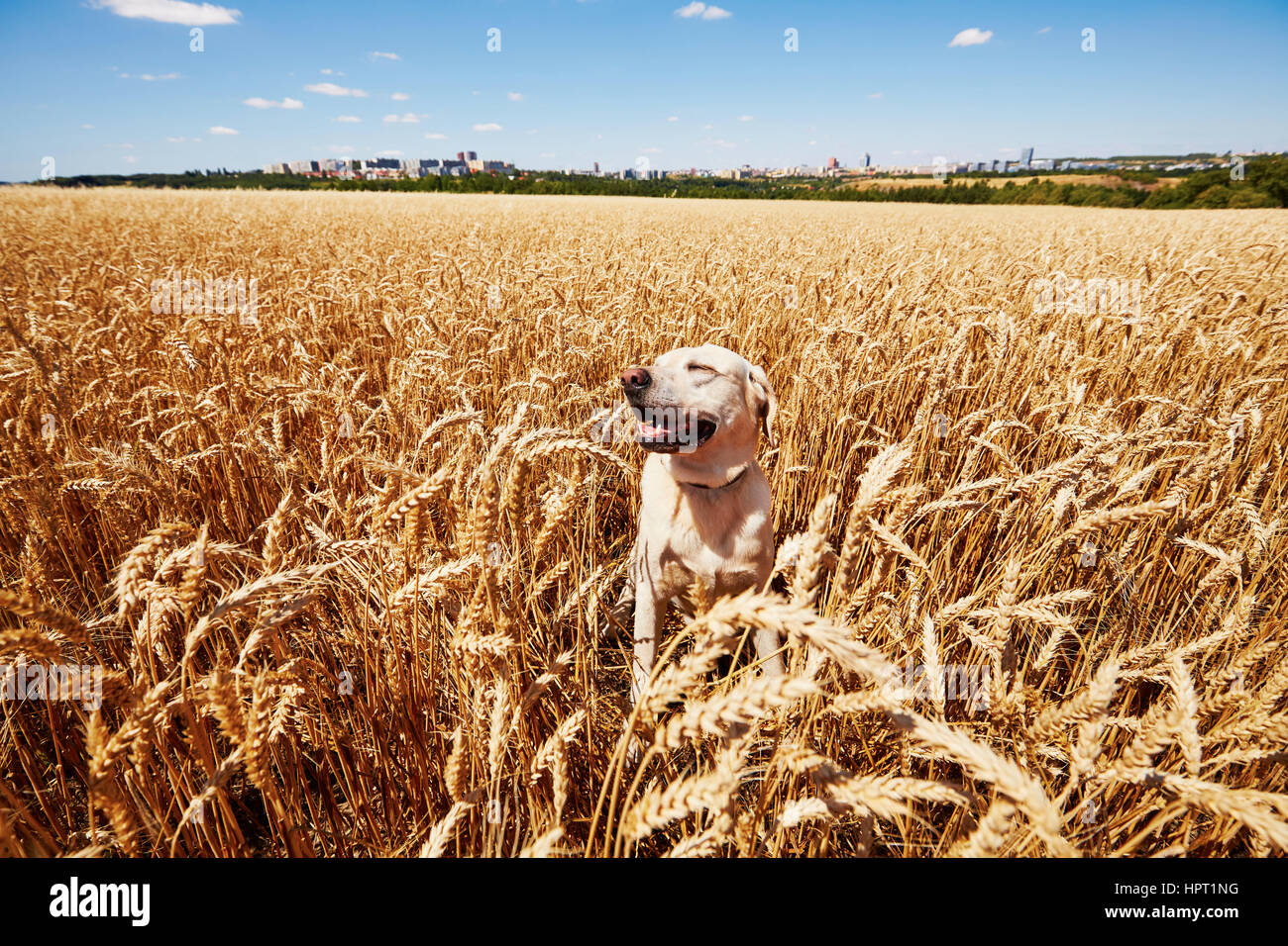 Yellow labrador retriever is waiting in cornfield Stock Photo - Alamy