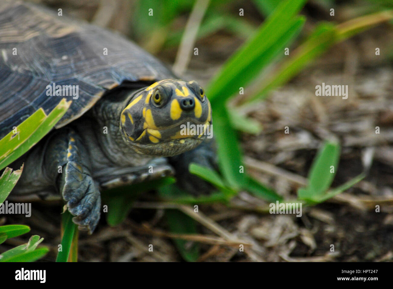 Arrau River turtle or South American river turtle (Podocnemis expansa ...