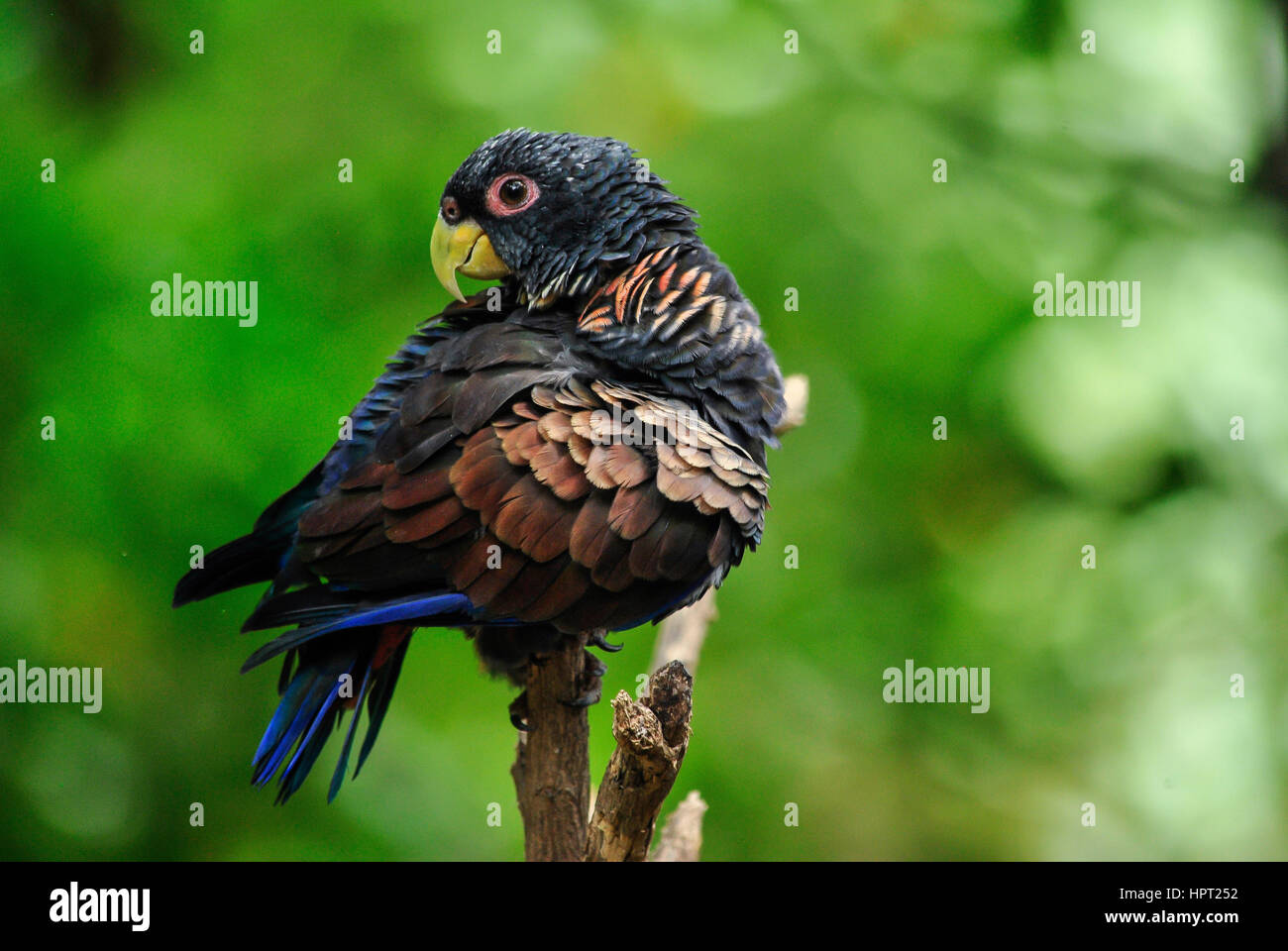 Bronze Winged Pionus
