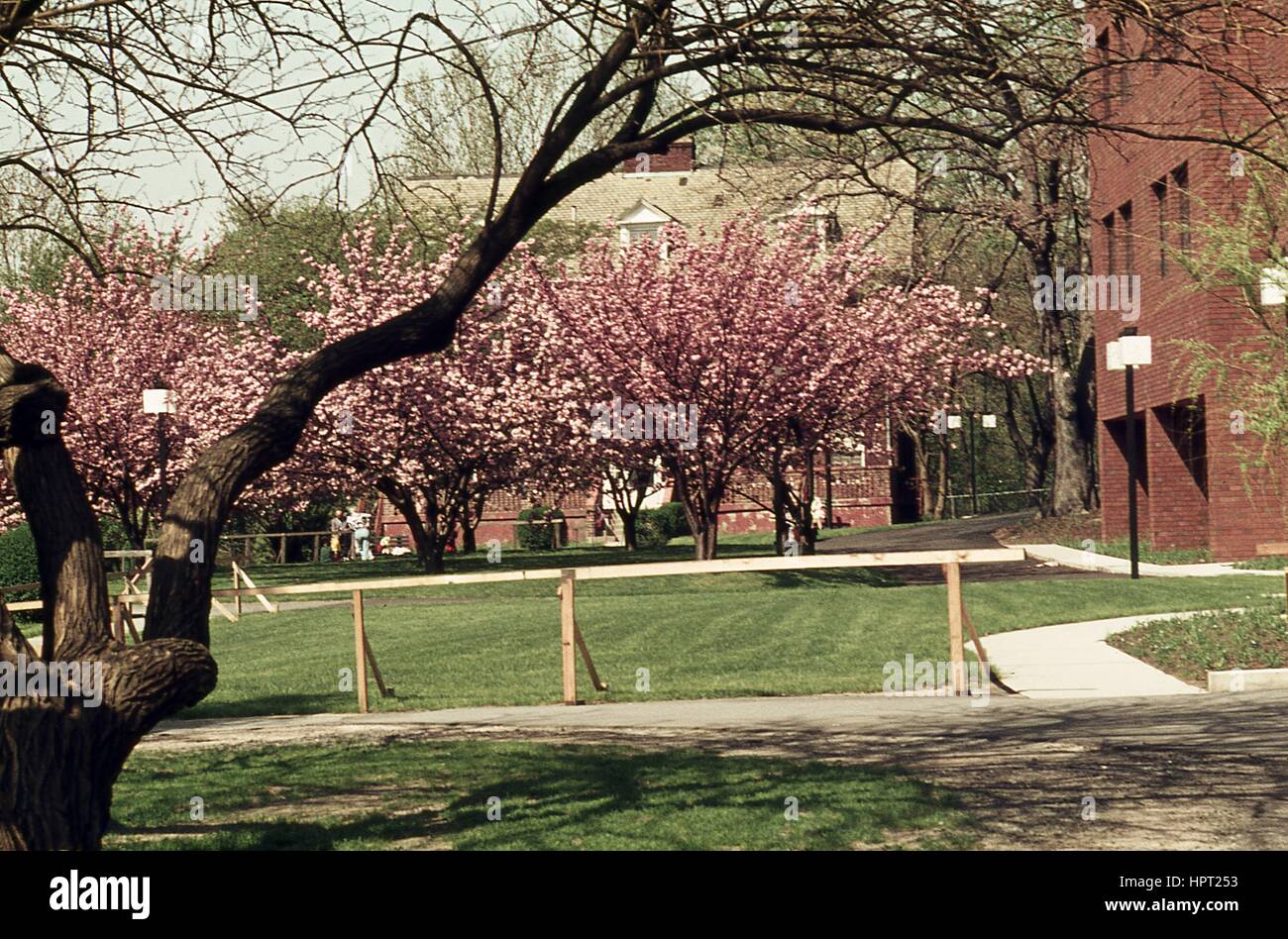 Cherry trees blossom near housing in the Bronx, New York City, New York ...
