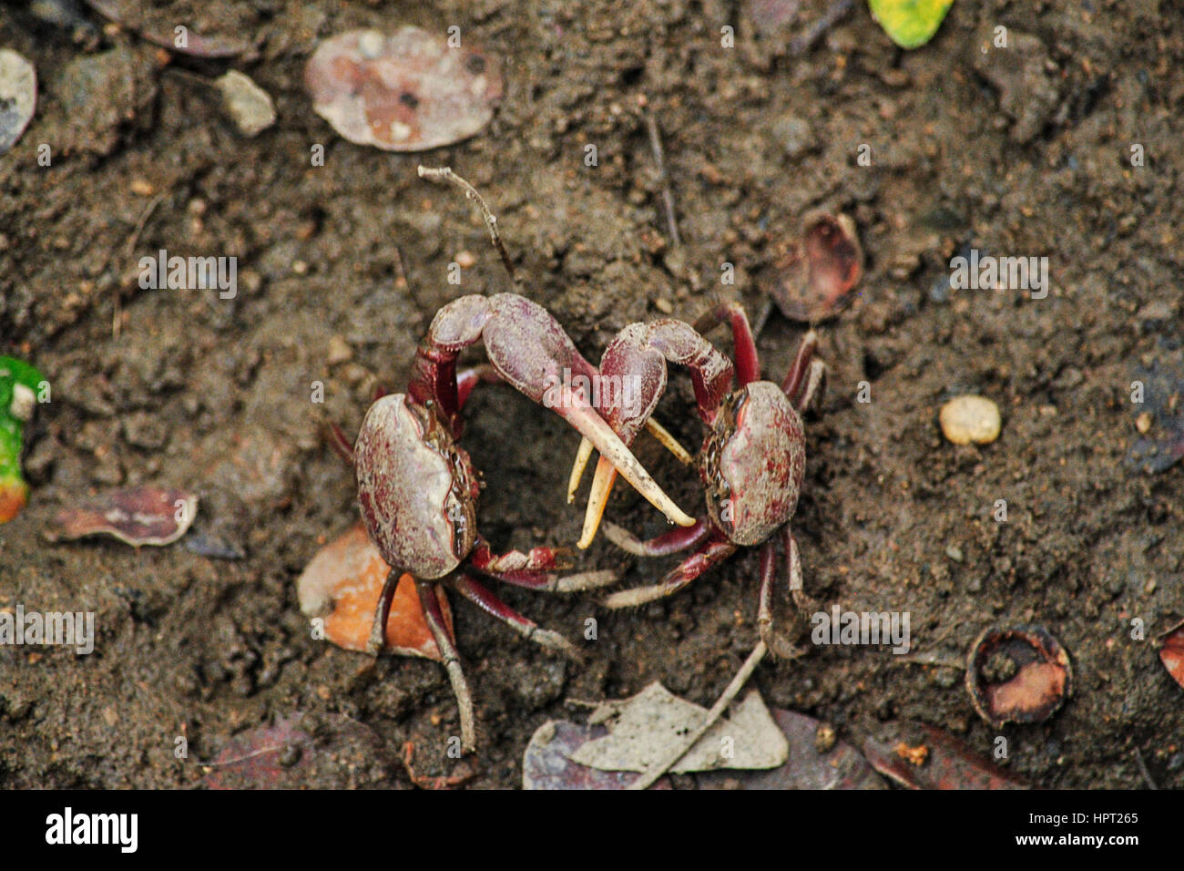 Fiddler crabs, genus Uca Stock Photo - Alamy