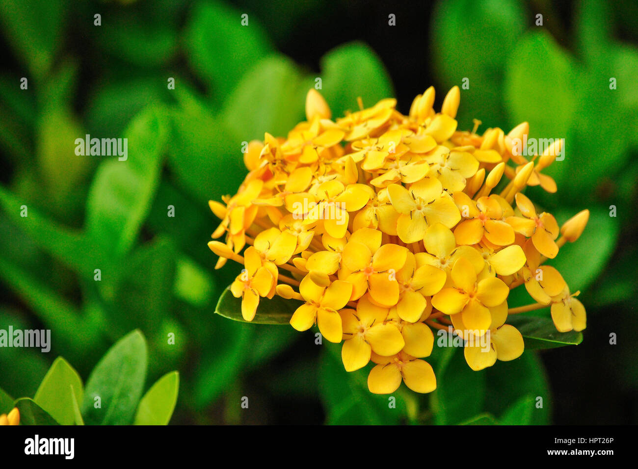 Jungle geranium (Ixora coccinea). Guayaquil. Ecuador Stock Photo - Alamy