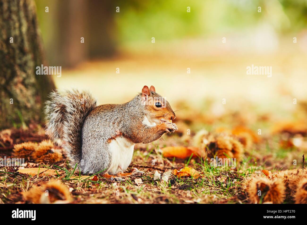 Squirrel eating chestnut hi-res stock photography and images - Alamy