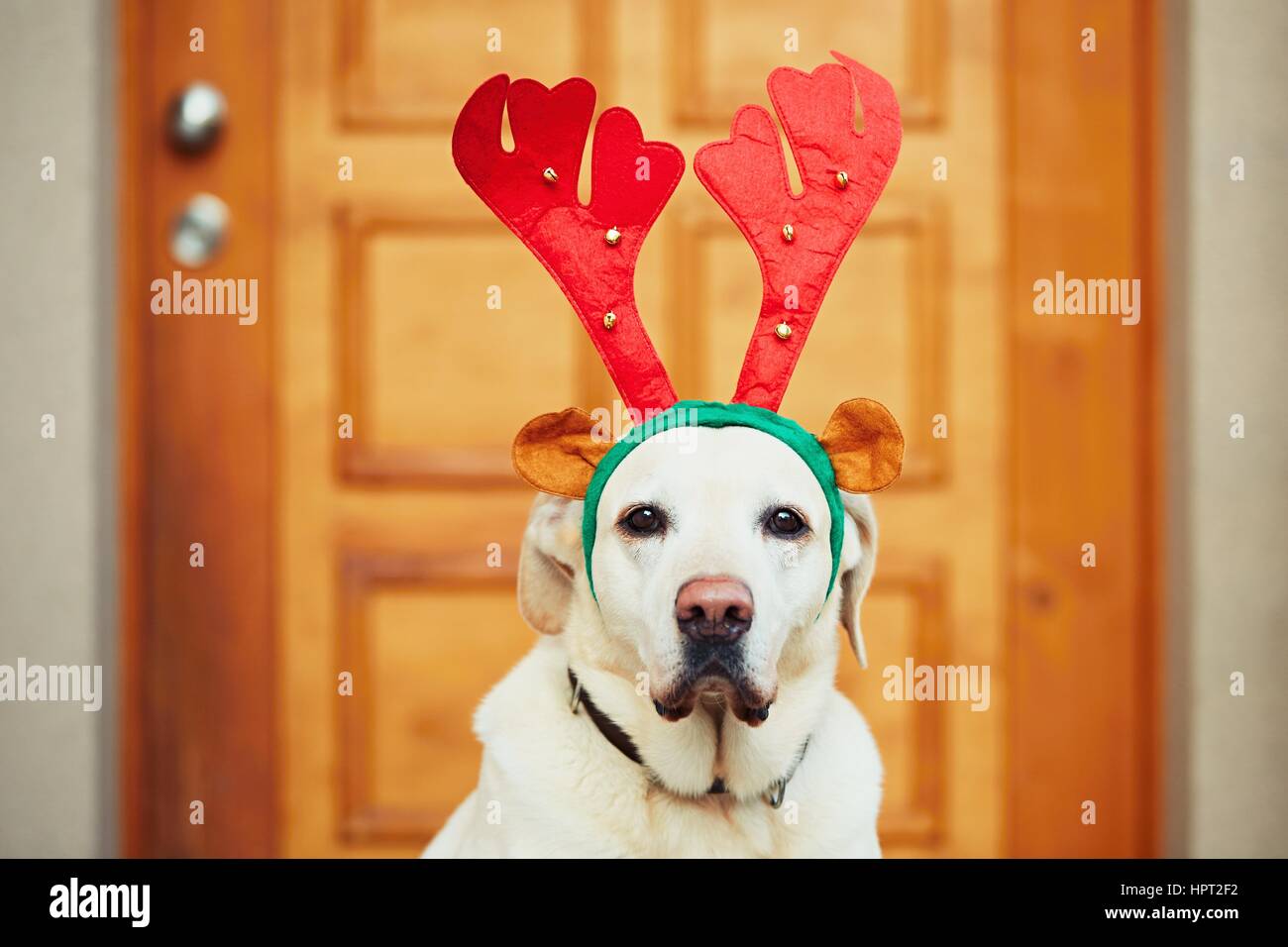Labrador christmas hi-res stock photography and images - Alamy