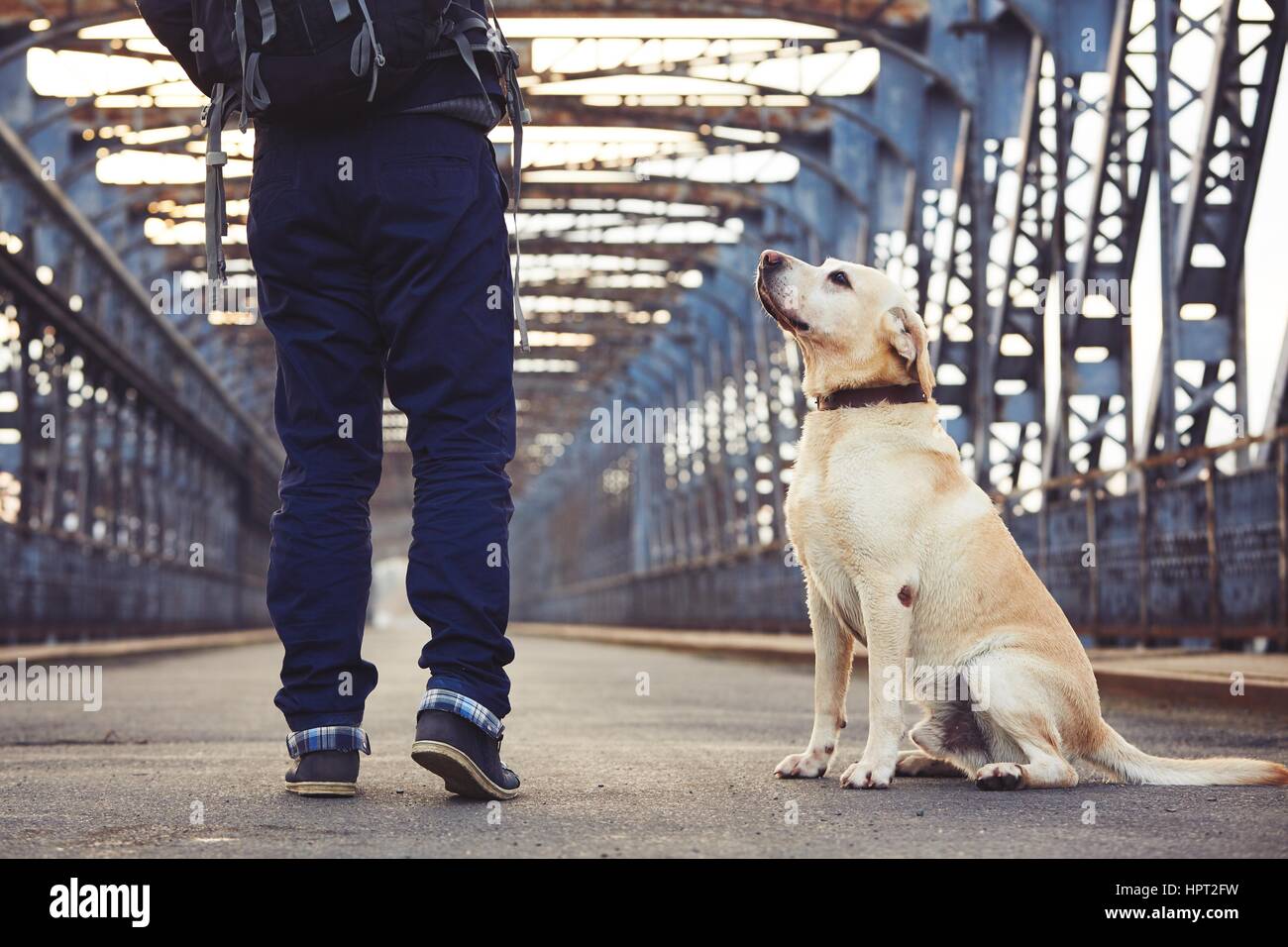 Man walking with his yellow labrador retriever on the old bridge Stock ...