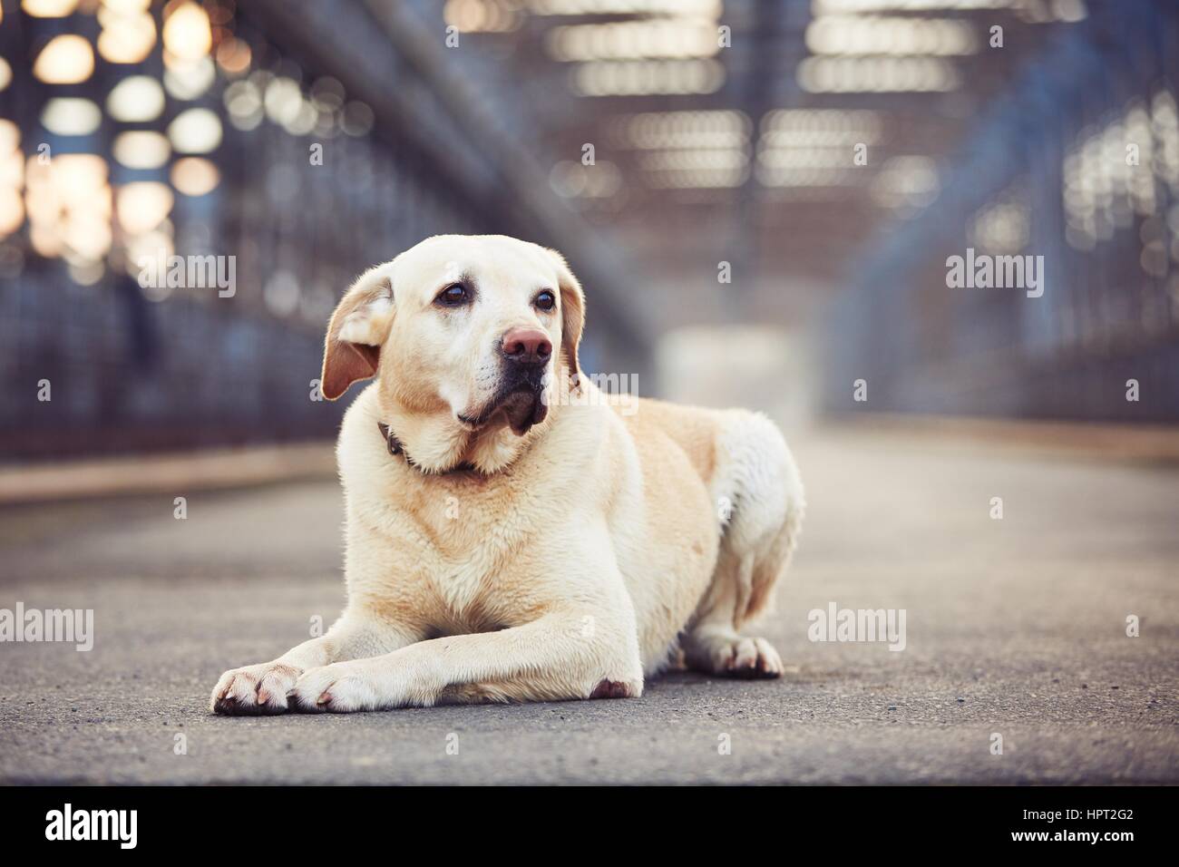 Yellow labrador retriever is waiting on the old bridge Stock Photo - Alamy