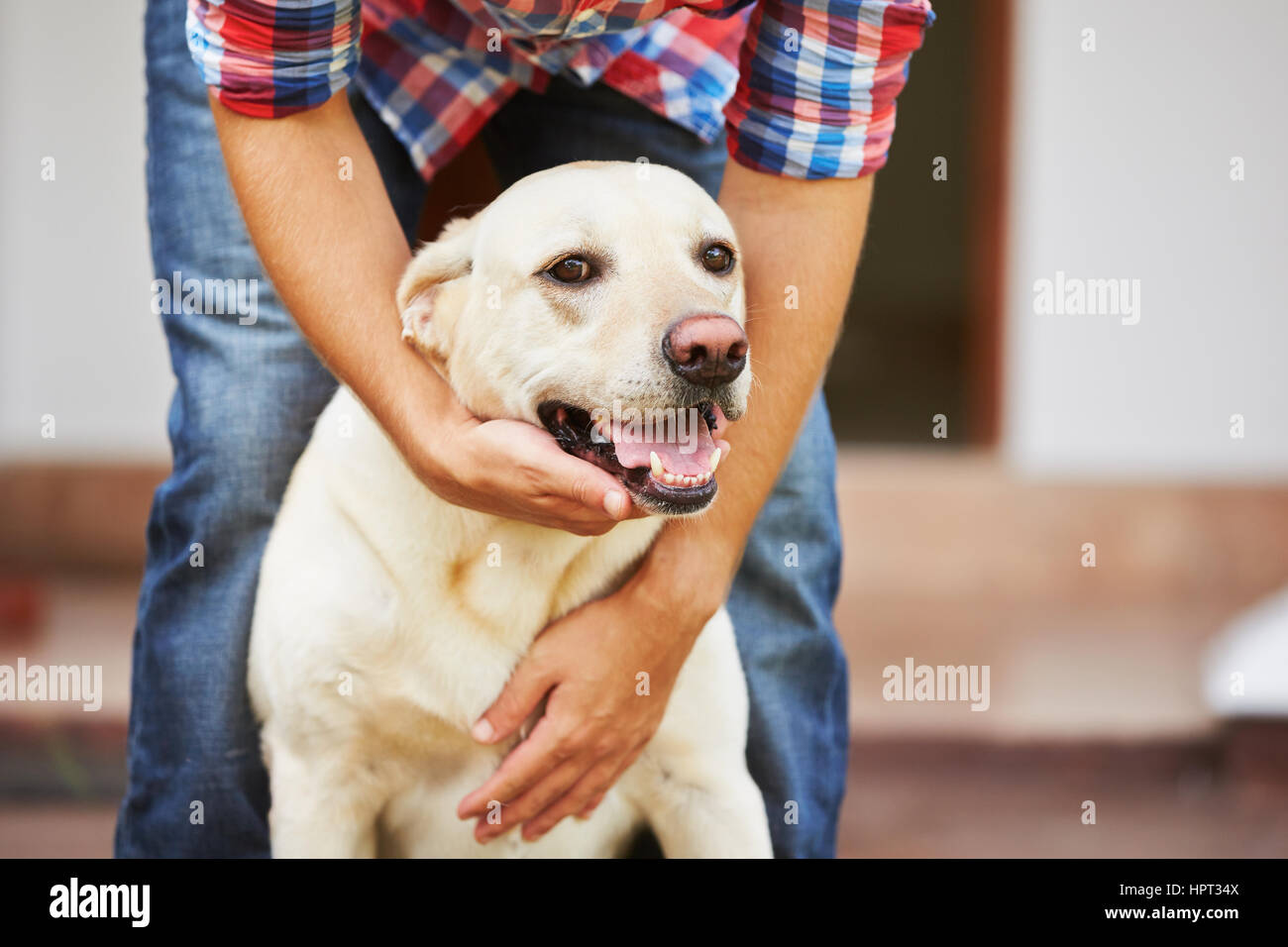 Man with his yellow labrador retriever Stock Photo - Alamy