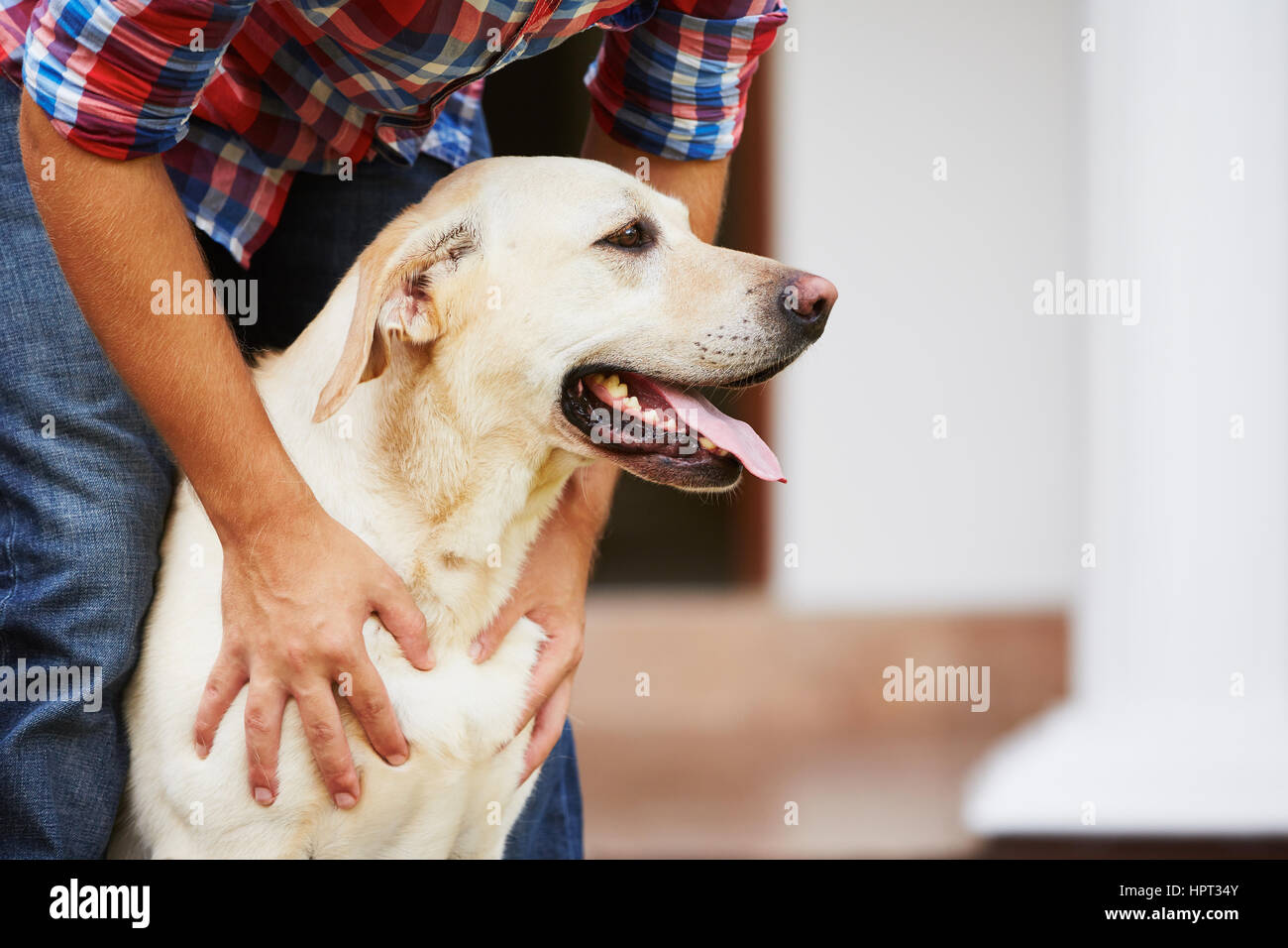 Man with his yellow labrador retriever Stock Photo - Alamy