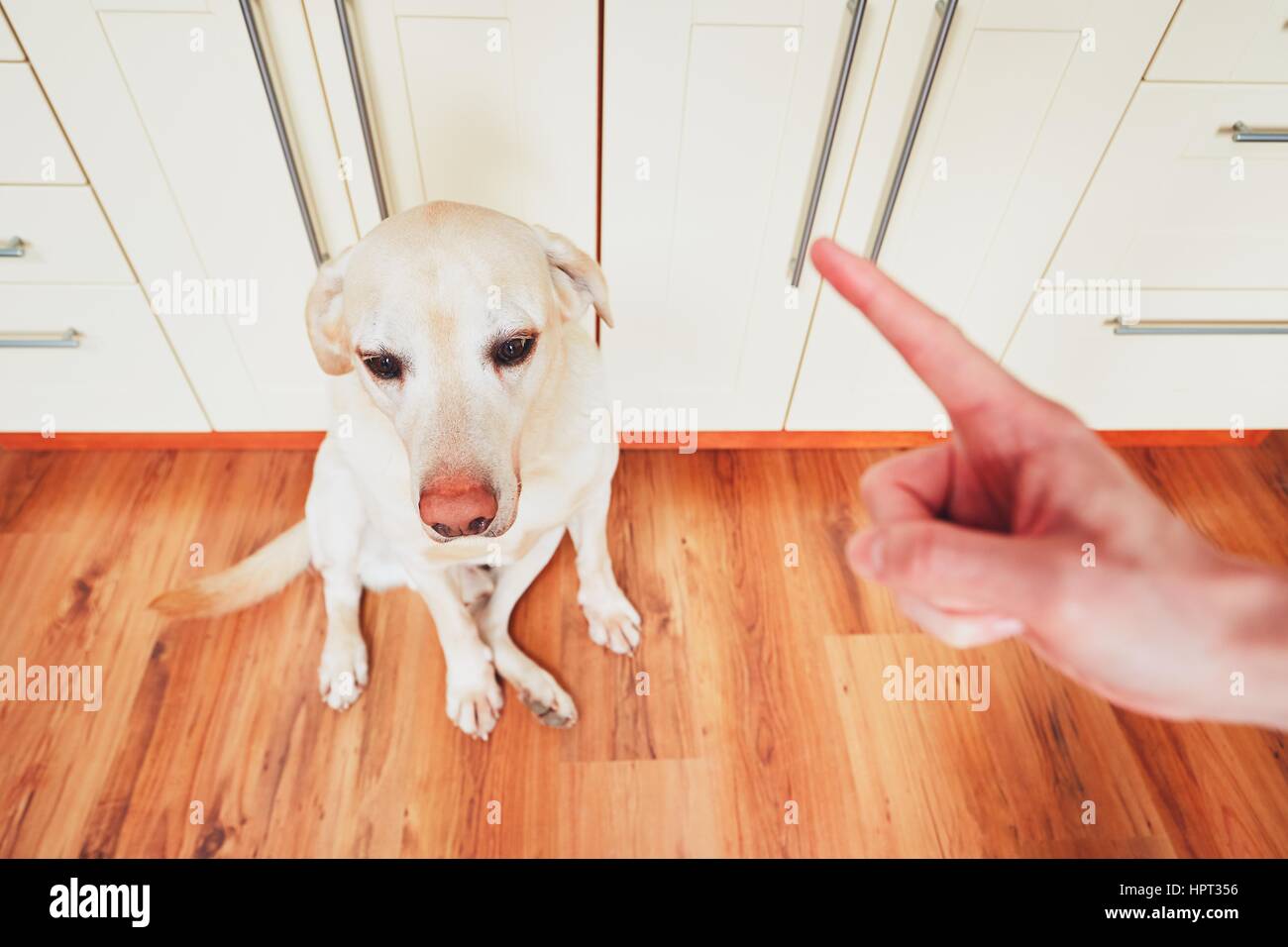 Hand of man and guilty dog (yellow labrador retriver) at home Stock ...