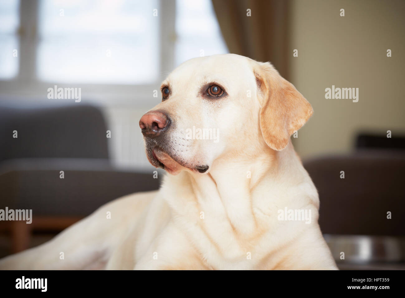 Labrador dog yellow head hi-res stock photography and images - Alamy