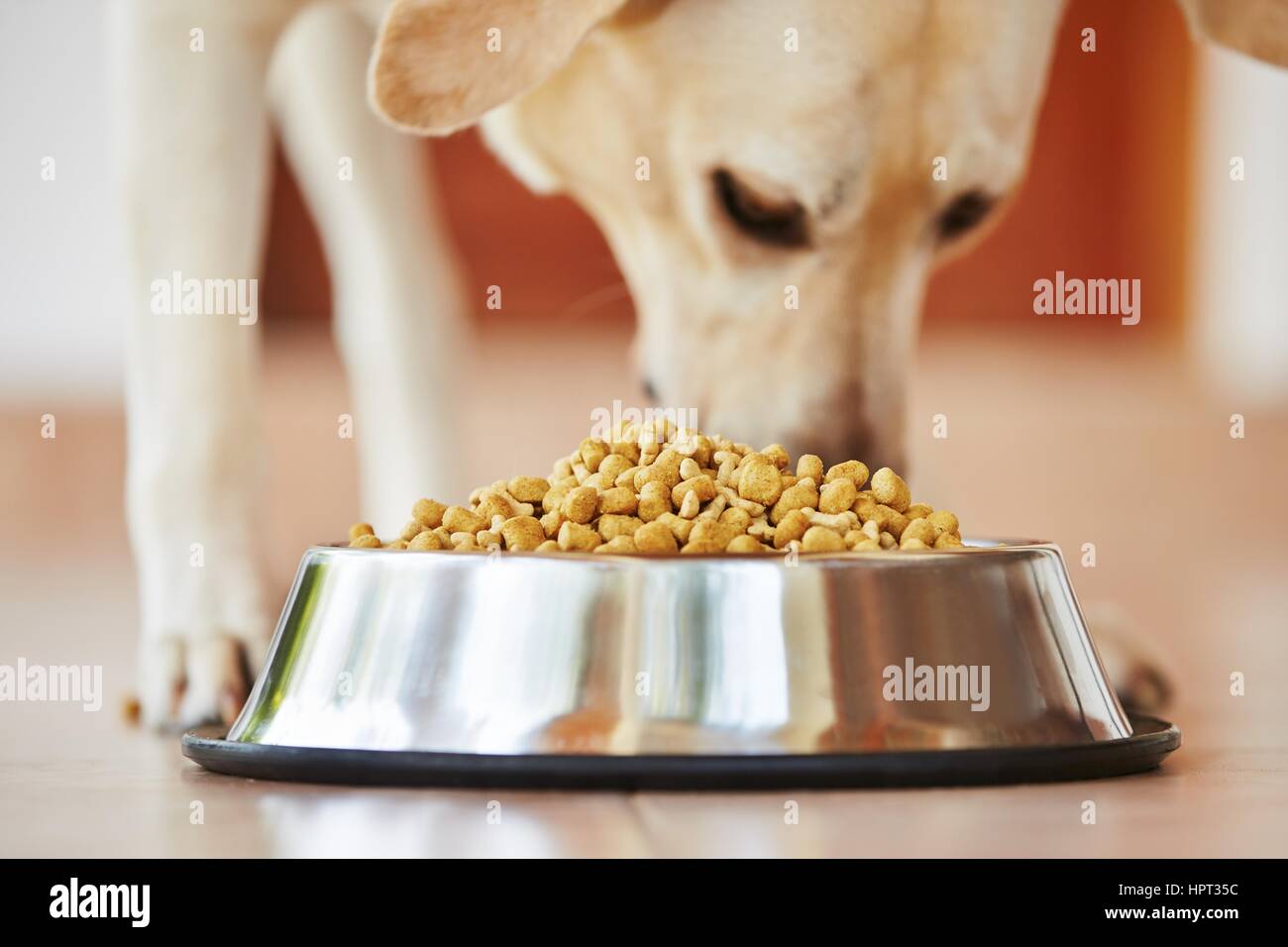 Hungry labrador retriever is feeding at home Stock Photo - Alamy