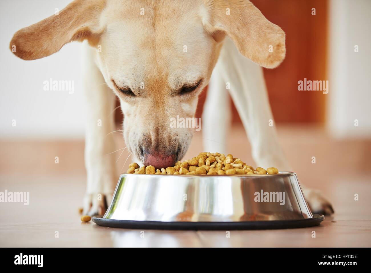 Hungry labrador retriever is feeding at home Stock Photo - Alamy