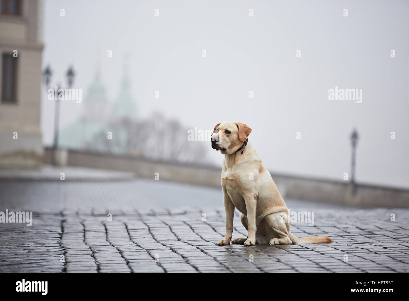 Yellow labrador retriever is waiting on the street in Prague Stock ...