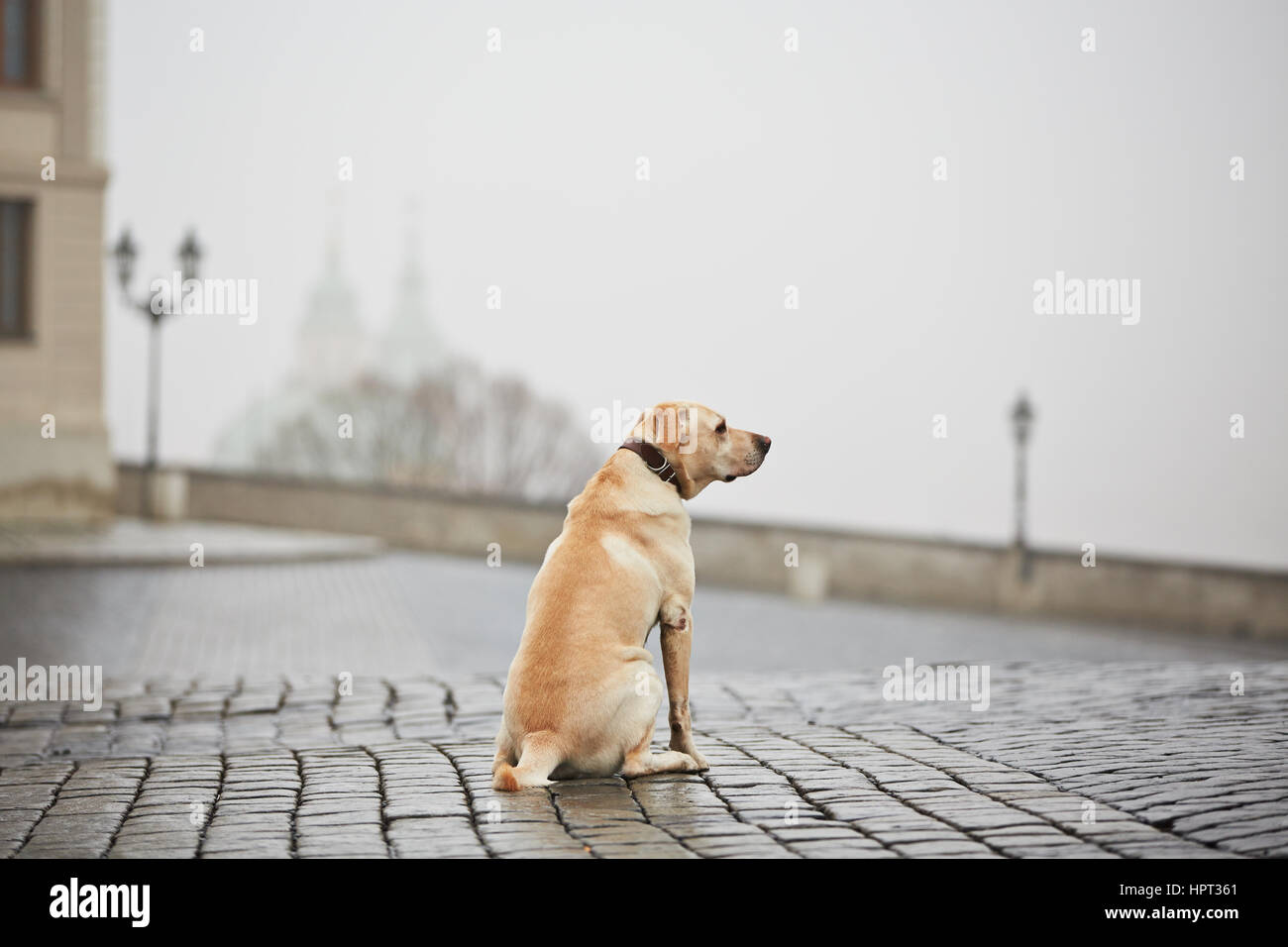 Yellow labrador retriever is waiting on the street in Prague Stock ...