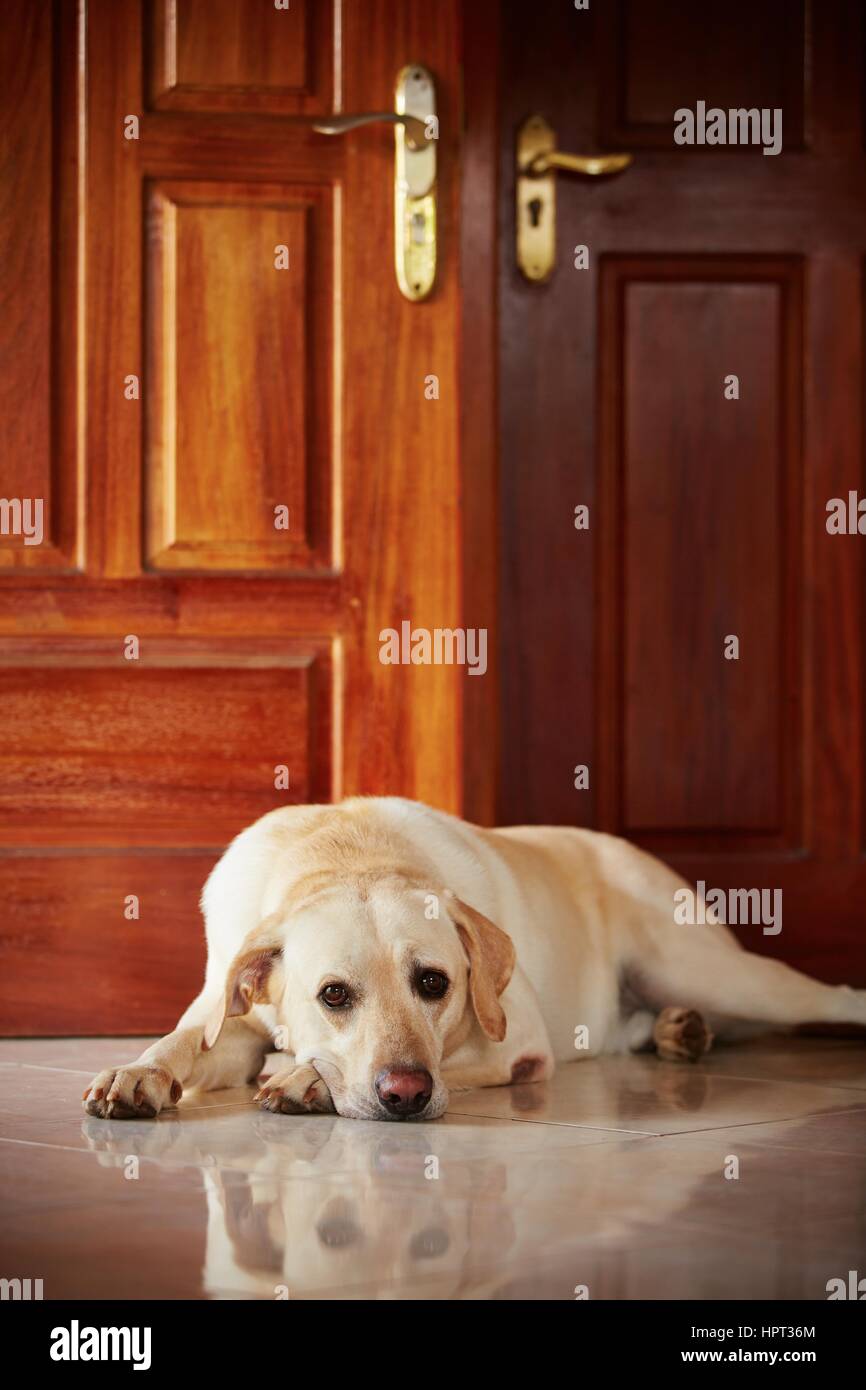 Labrador retriever is lying in door of the house Stock Photo - Alamy