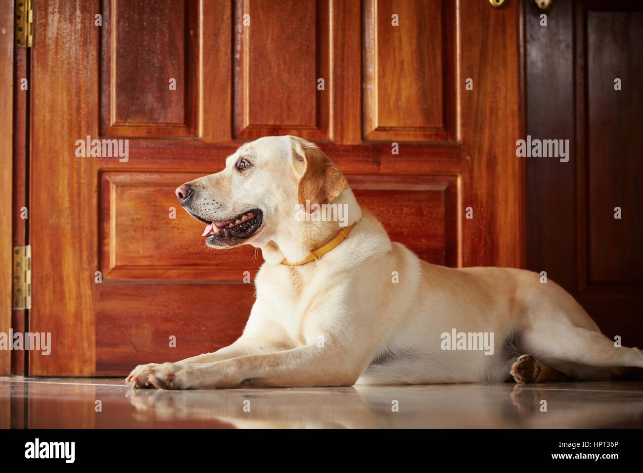 Labrador retriever is lying in door of the house Stock Photo - Alamy