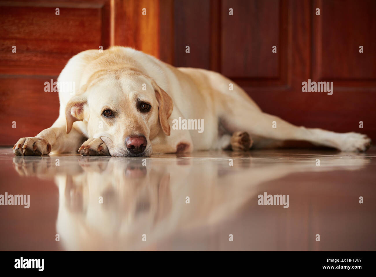 Labrador house hi-res stock photography and images - Alamy