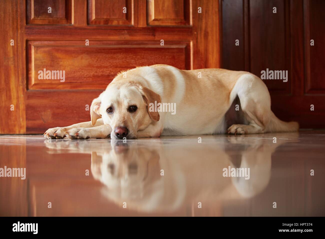 Labrador retriever is lying in door of the house Stock Photo - Alamy