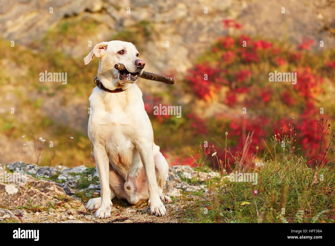 Labrador retriever with wooden stick in autumn nature Stock Photo - Alamy