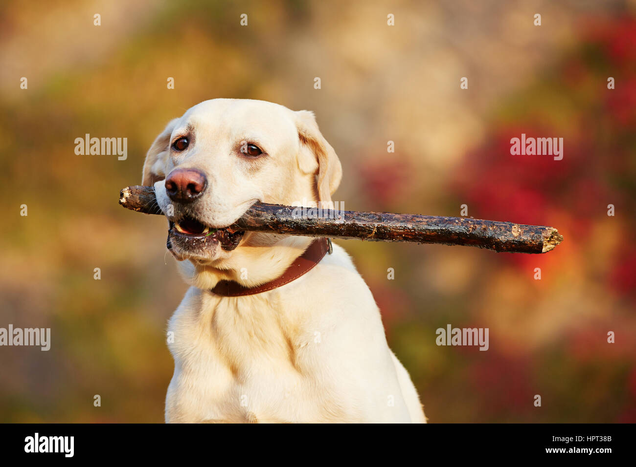 Labrador holding stick hi-res stock photography and images - Alamy