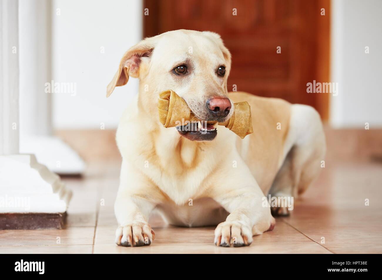 Labrador retriever with bone is waiting at home Stock Photo - Alamy