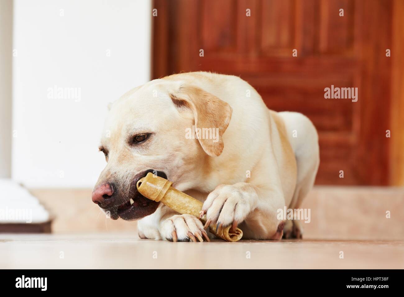 Labrador retriever with bone is waiting at home Stock Photo - Alamy