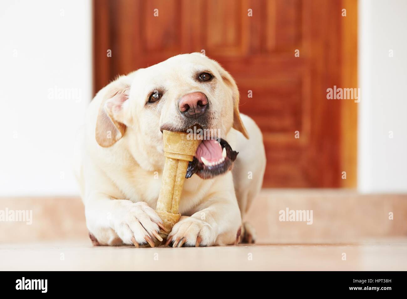 Labrador retriever with bone is waiting at home Stock Photo - Alamy